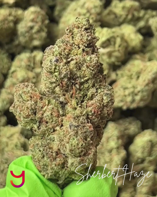 YAGA Farms - San Diego Based Hemp Farm