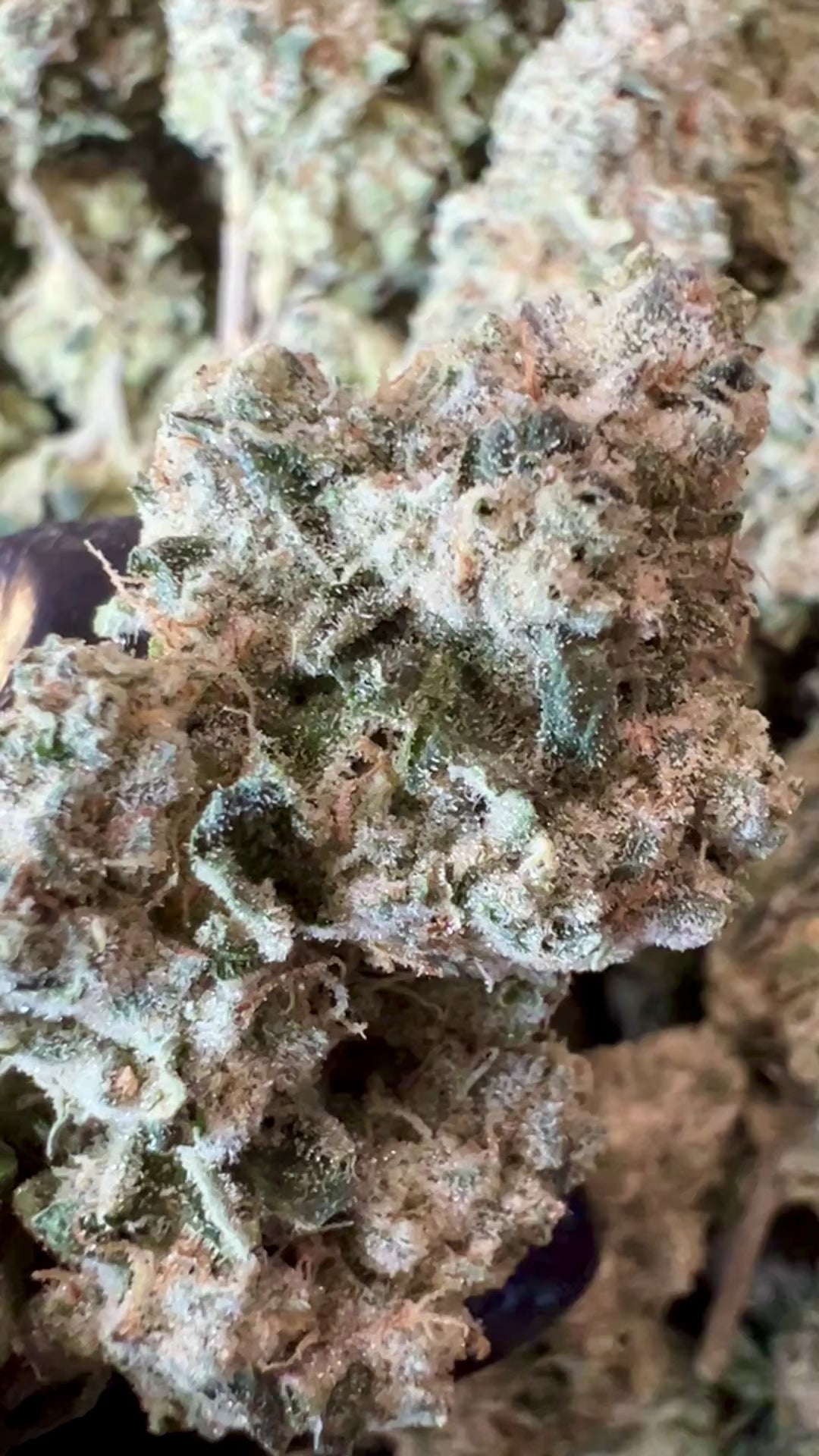 Indoor Exotic Strains – YAGA Farms